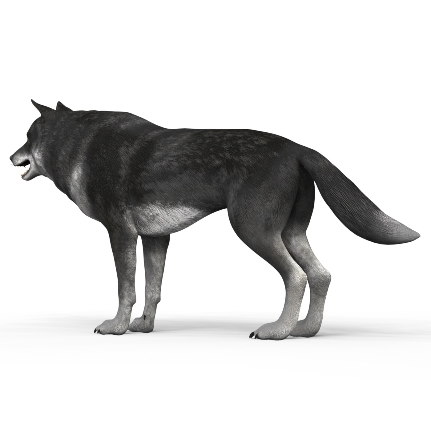 ArtStation - Black Wolf | Resources