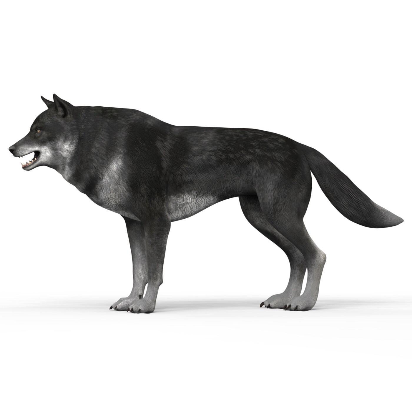 ArtStation - Black Wolf | Resources