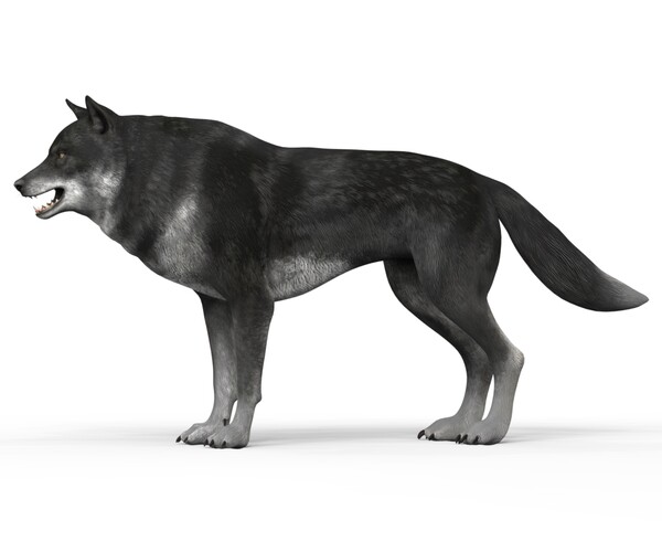 ArtStation - Black Wolf | Resources