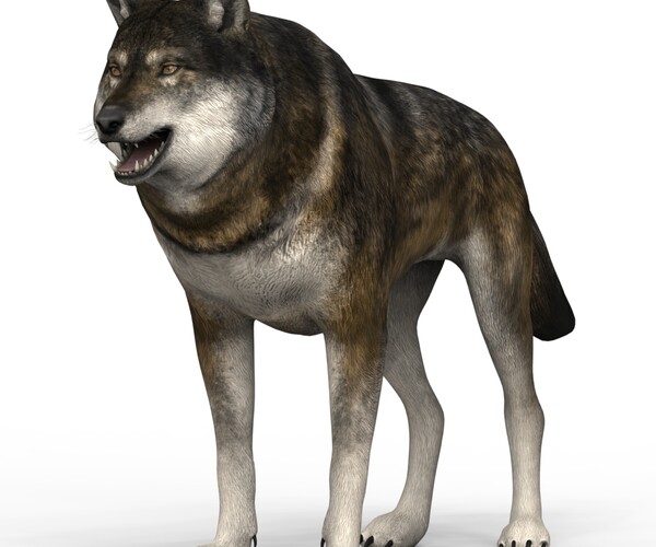 ArtStation - Brown Wolf | Resources