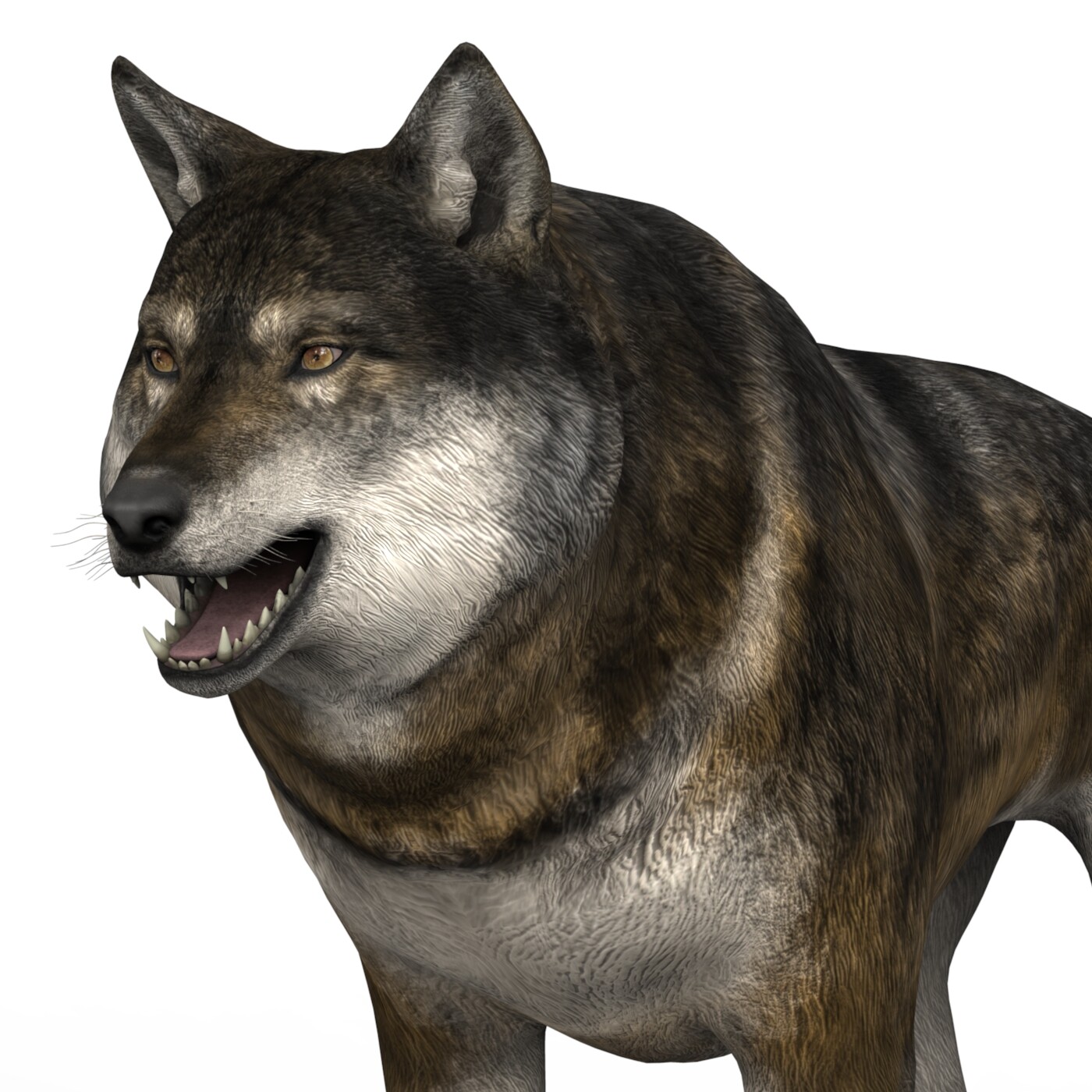 ArtStation - Brown Wolf | Resources