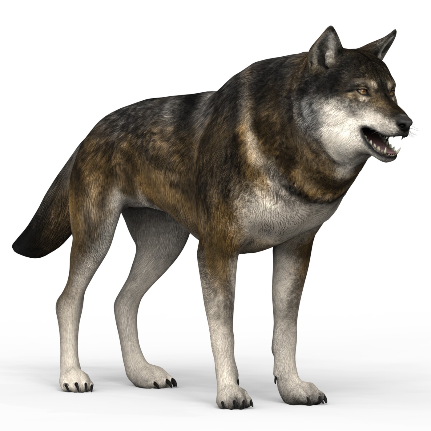 ArtStation - Brown Wolf | Resources