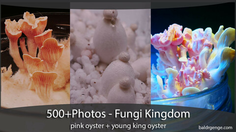 ArtStation - 500+Photos - Fungi Kingdom | Resources