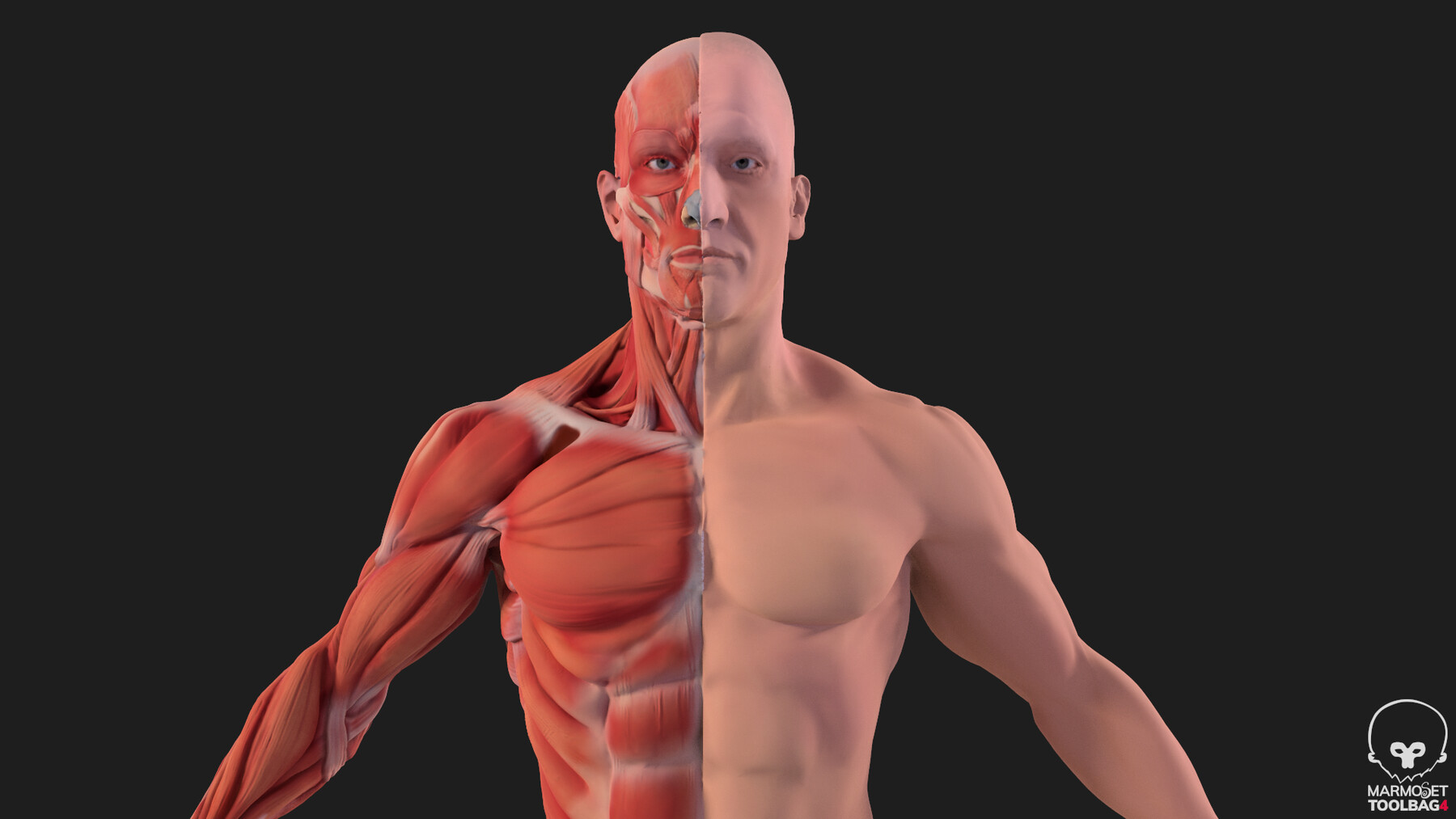 ArtStation - Human Anatomy and skeleton complete Body | Resources