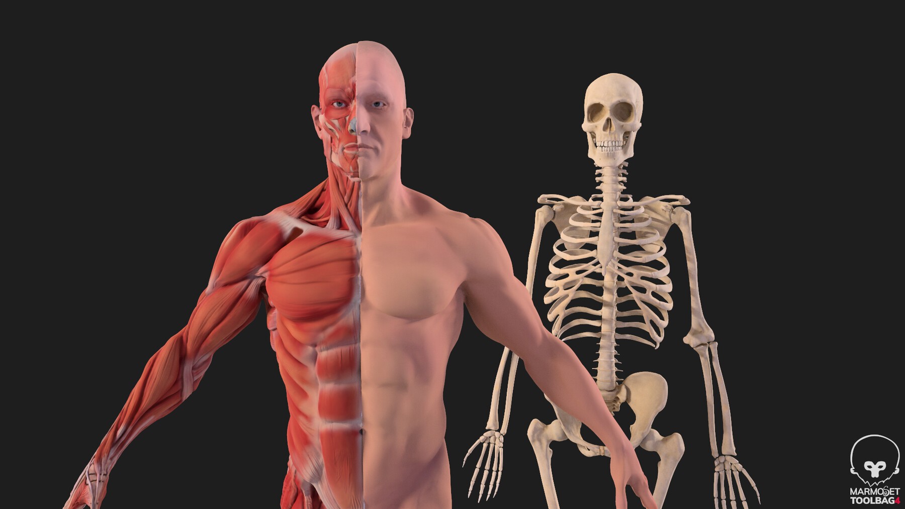 ArtStation - Human Anatomy and skeleton complete Body | Resources
