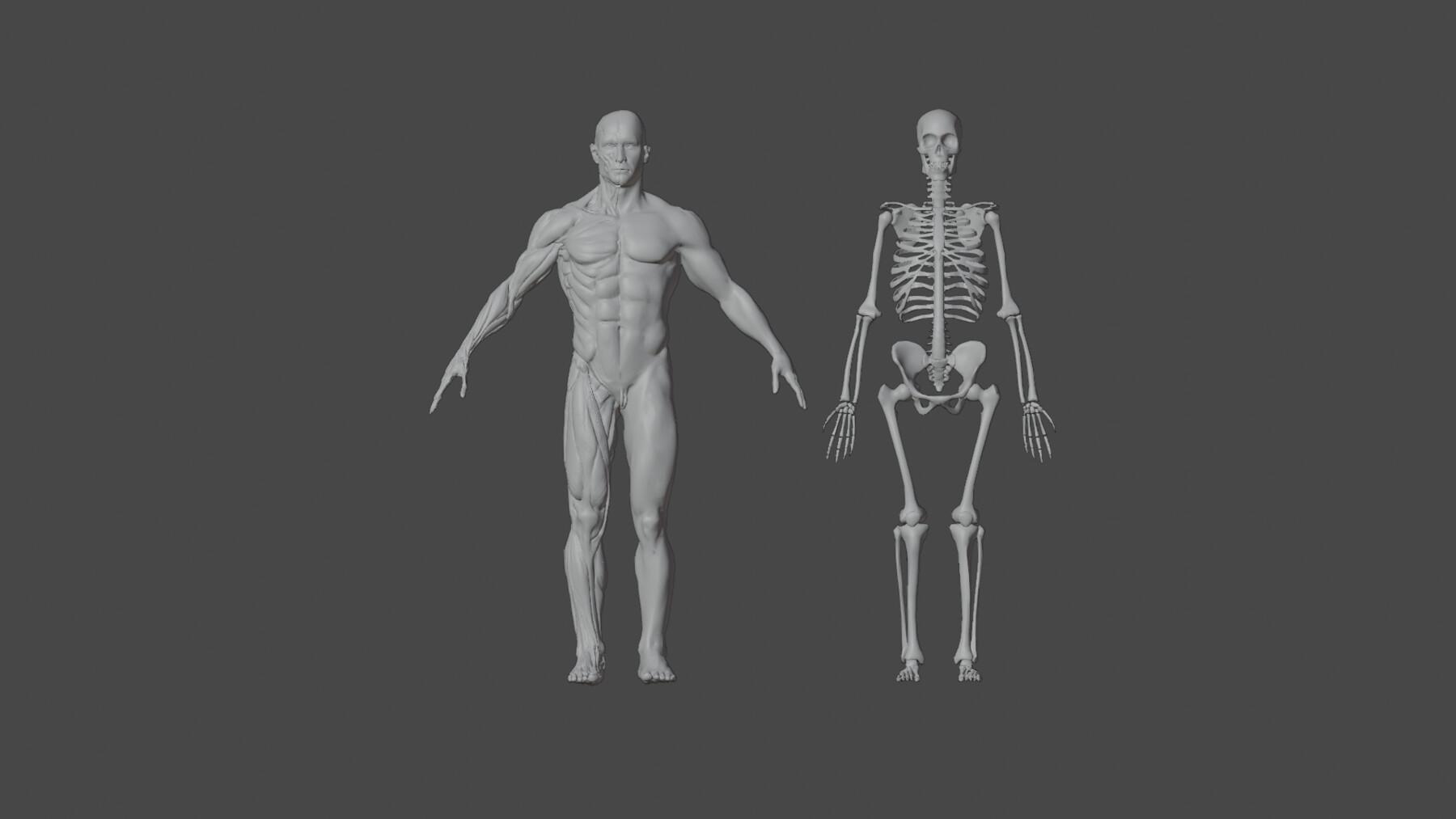 ArtStation - Human Anatomy and skeleton complete Body | Resources
