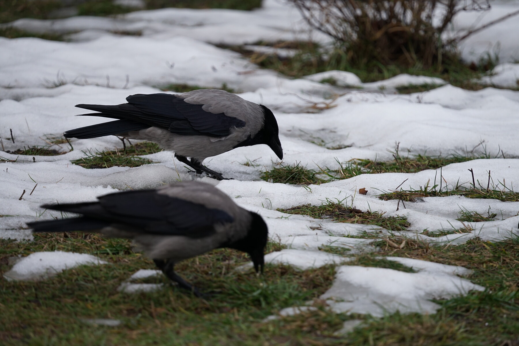 ArtStation - 32 Photos of crows in winter | Resources