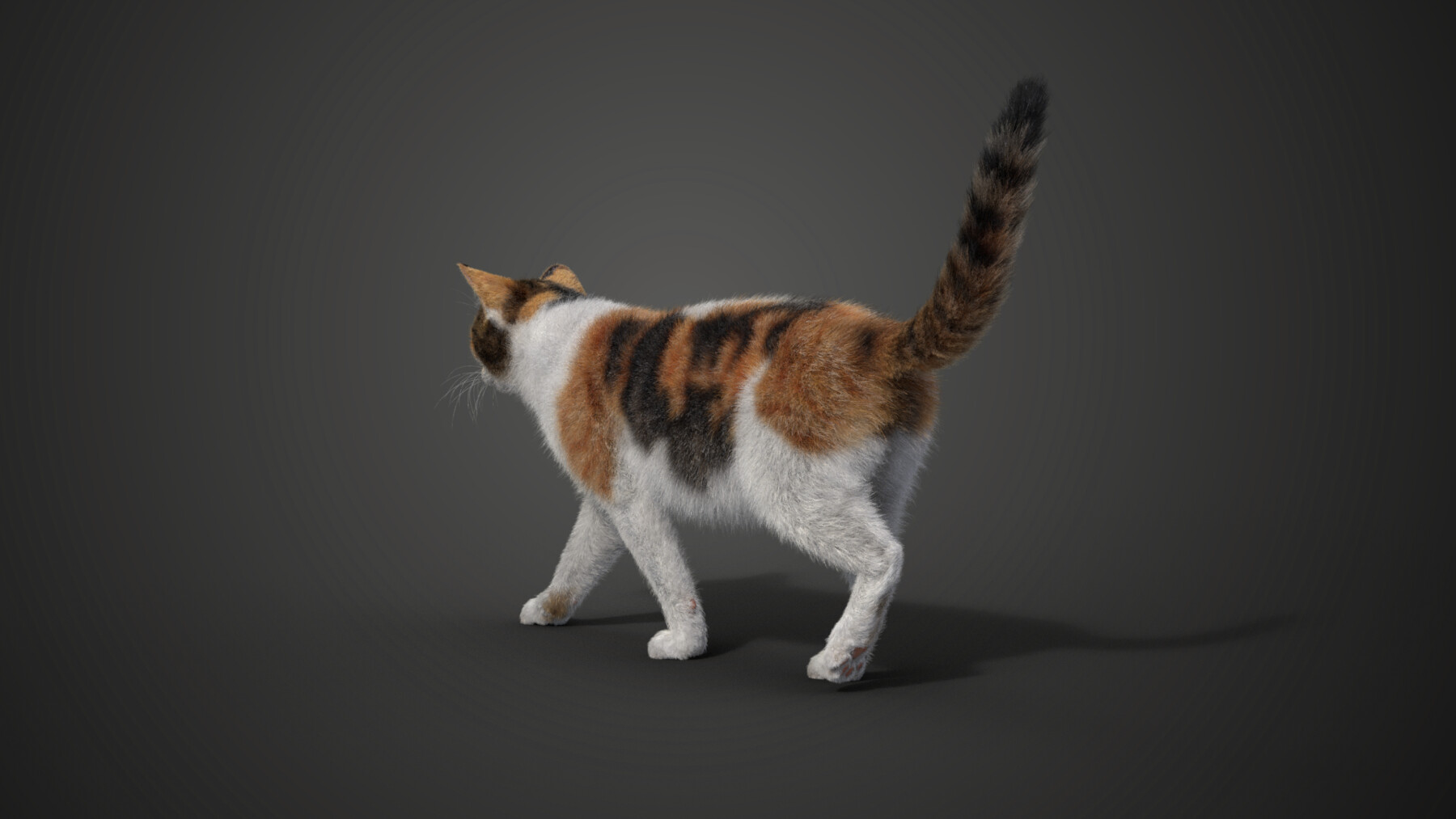 ArtStation - Calico Cat 01 Animated | VFX Grace | Game Assets