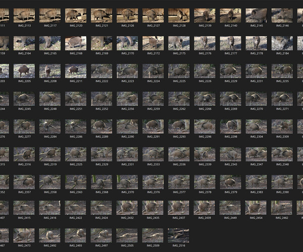 ArtStation - Wild Boars - reference images | Resources