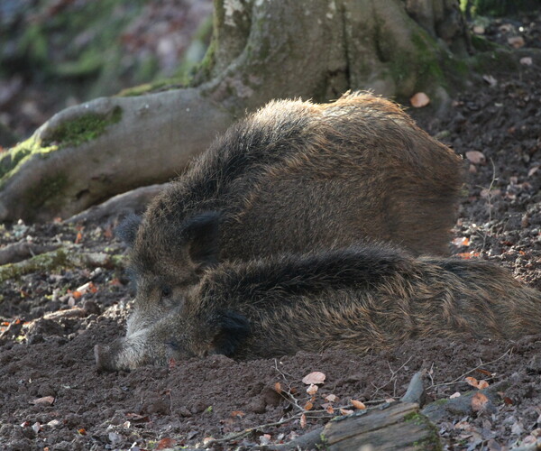 ArtStation - Wild Boars - reference images | Resources