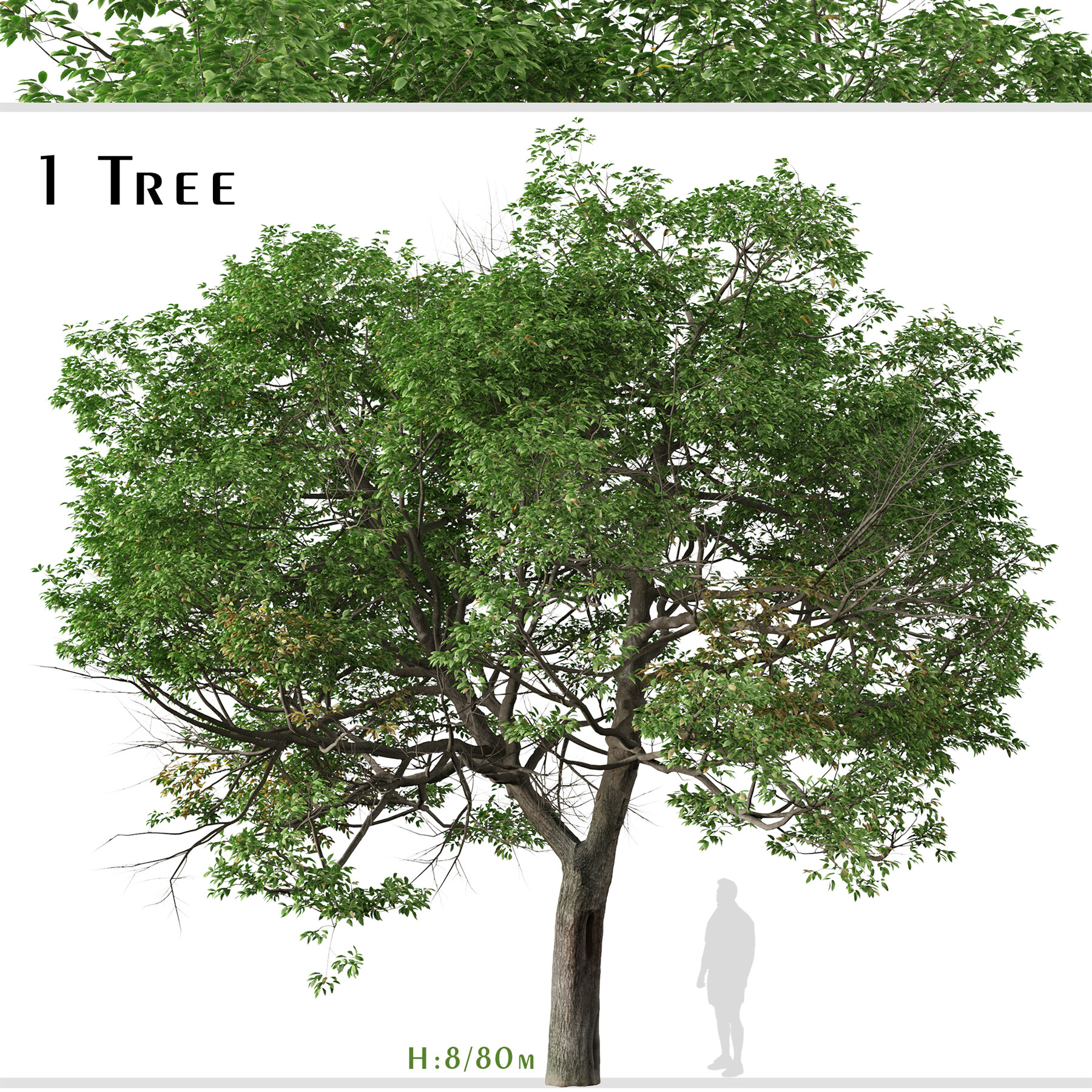ArtStation - Quercus suber Tree ( Cork oak ) ( 3Ds MAX - Blender ...