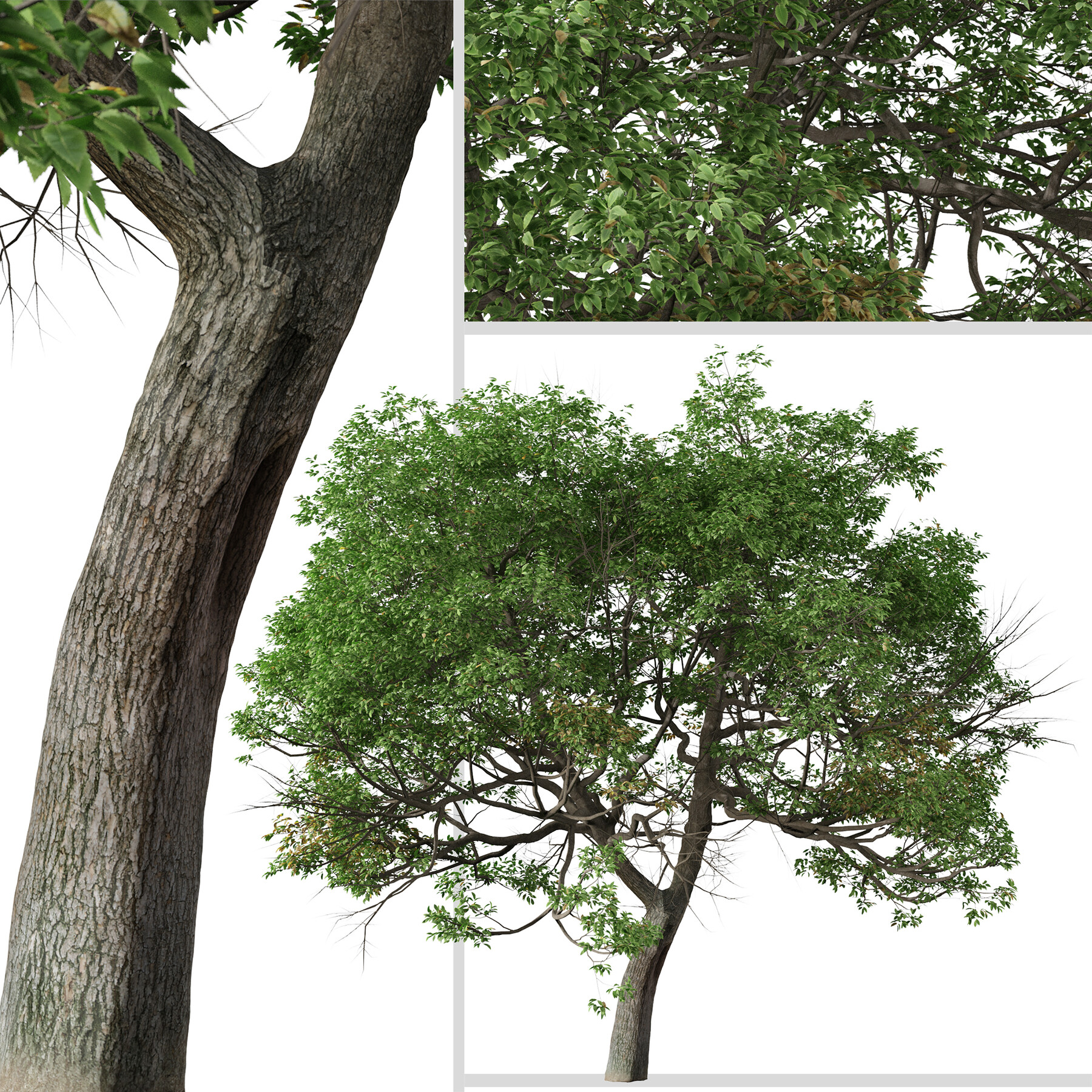 ArtStation - Quercus suber Tree ( Cork oak ) ( 3Ds MAX - Blender ...