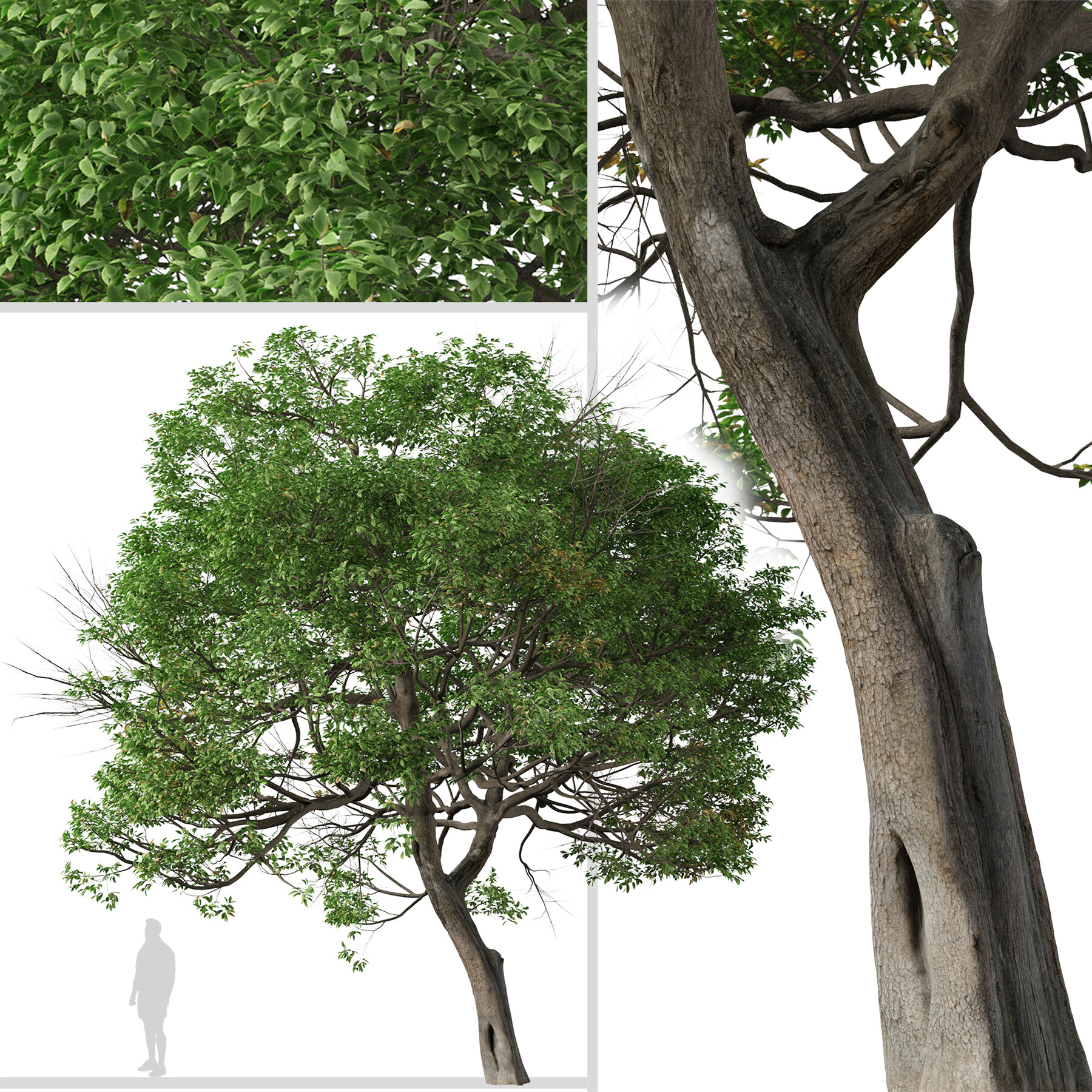 ArtStation - Quercus suber Tree ( Cork oak ) ( 3Ds MAX - Blender ...