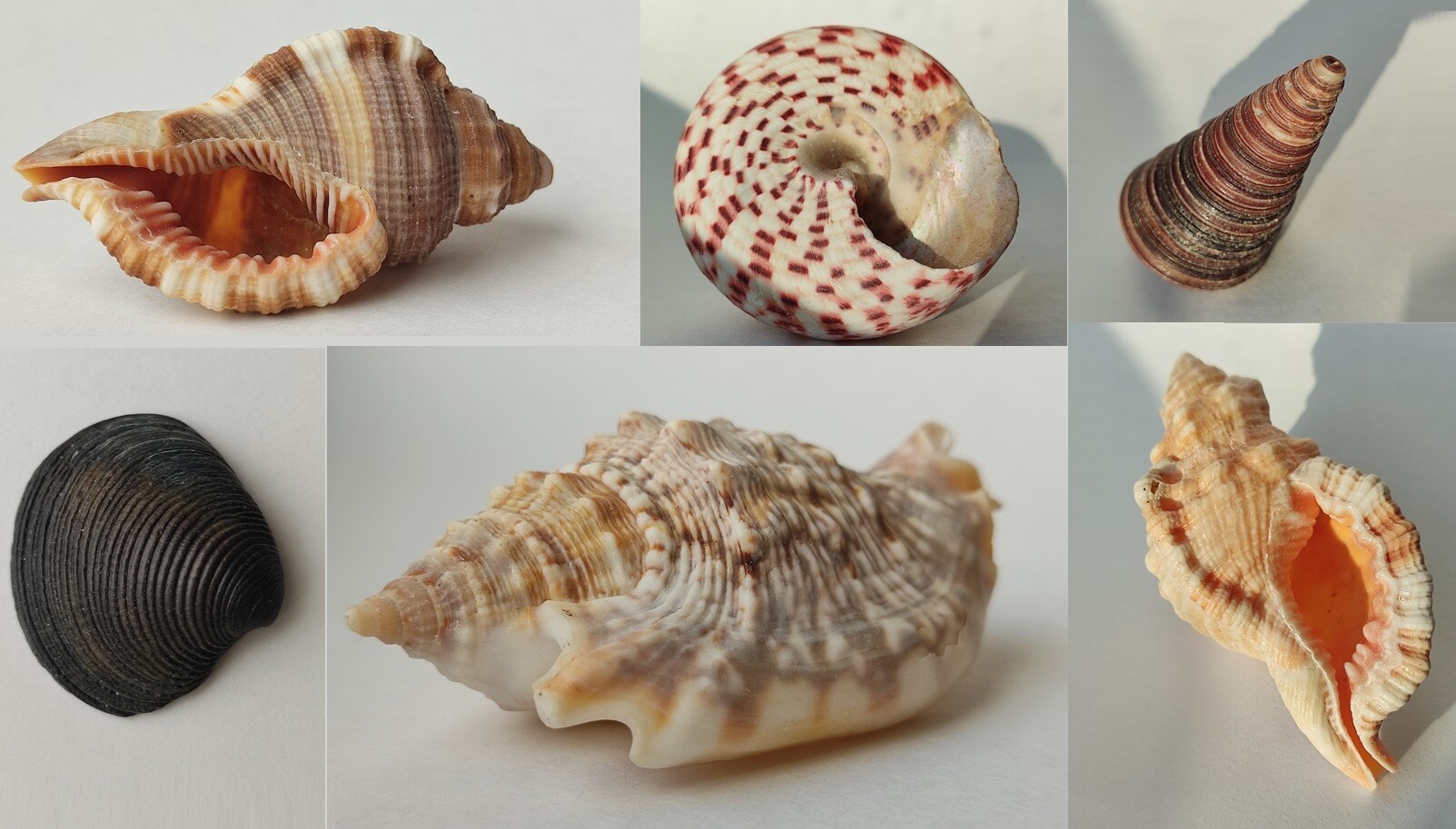 ArtStation - Shells. 1225+ Reference Photo Pictures | Resources