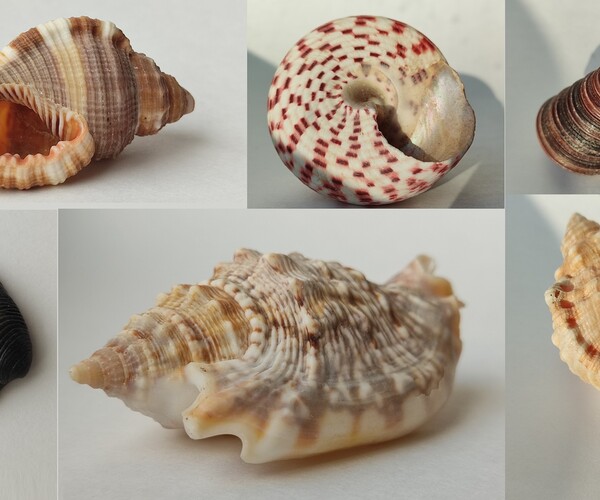 ArtStation - Shells. 1225+ Reference Photo Pictures | Resources