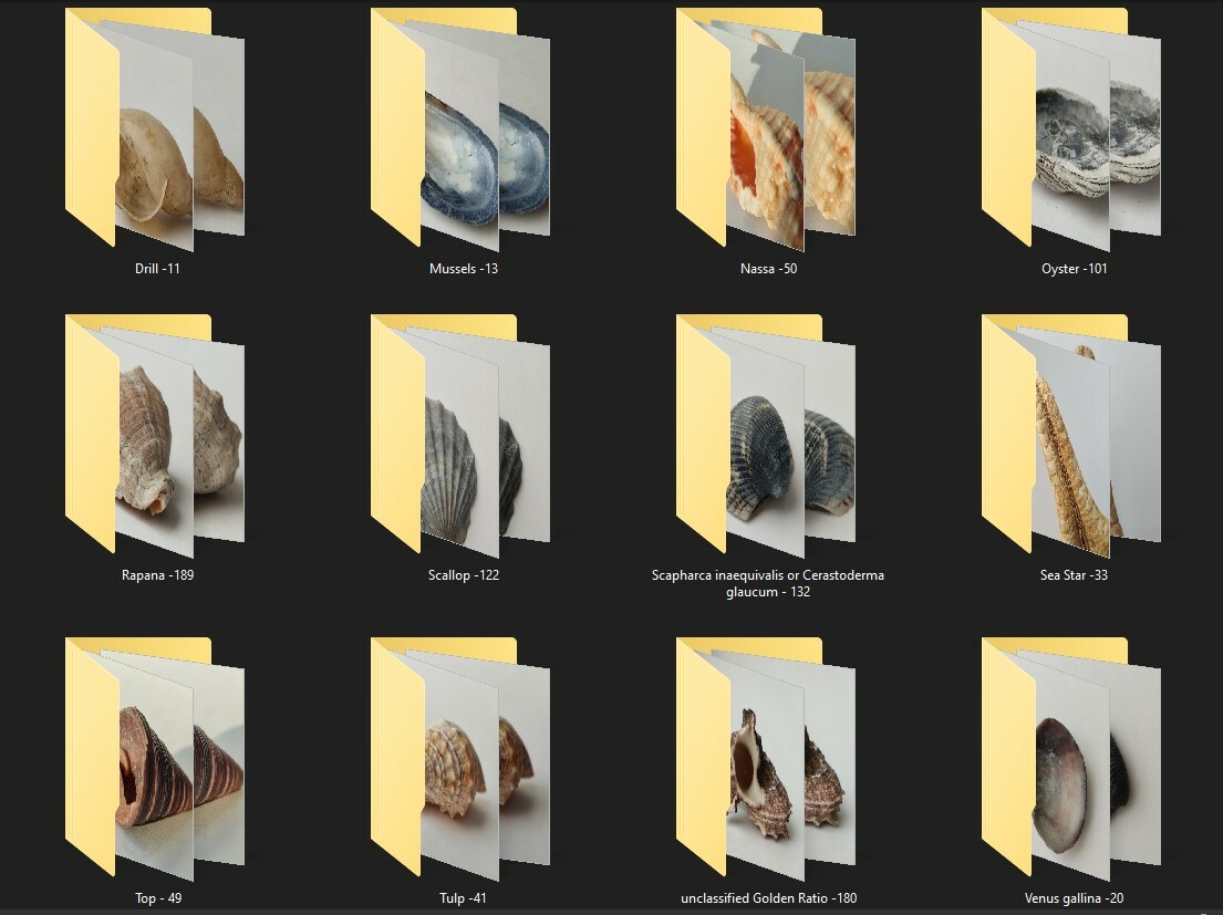 ArtStation - Shells. 1225+ Reference Photo Pictures | Resources