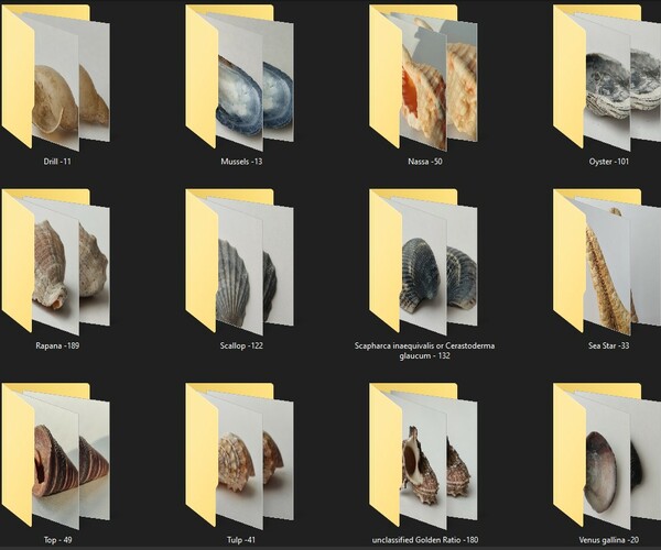 ArtStation - Shells. 1225+ Reference Photo Pictures | Resources