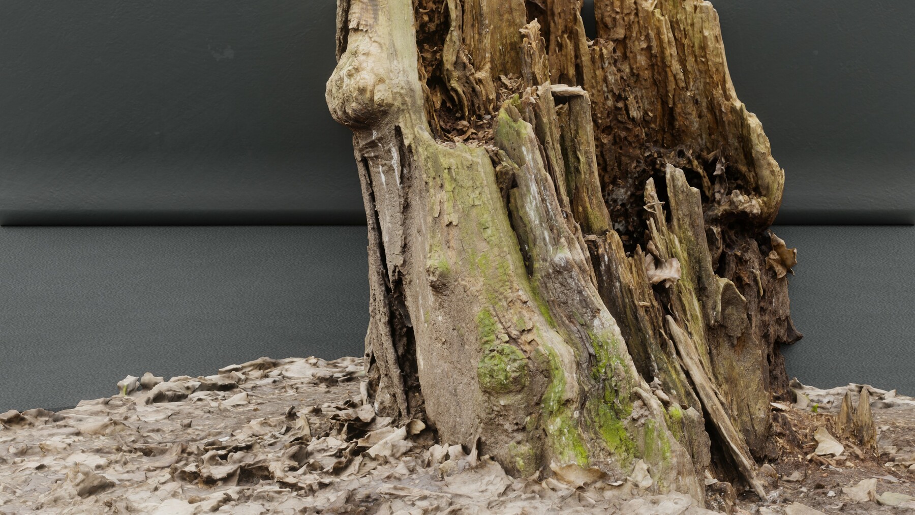 ArtStation - Tree Stump Split Photogrammetry | Game Assets