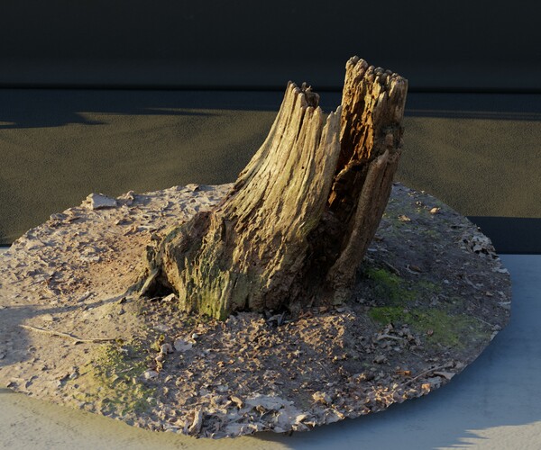 ArtStation - Split Tree Stump Photogrammetry | Game Assets