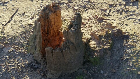 ArtStation - Split Tree Stump Photogrammetry | Game Assets