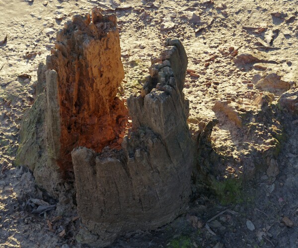 ArtStation - Split Tree Stump Photogrammetry | Game Assets