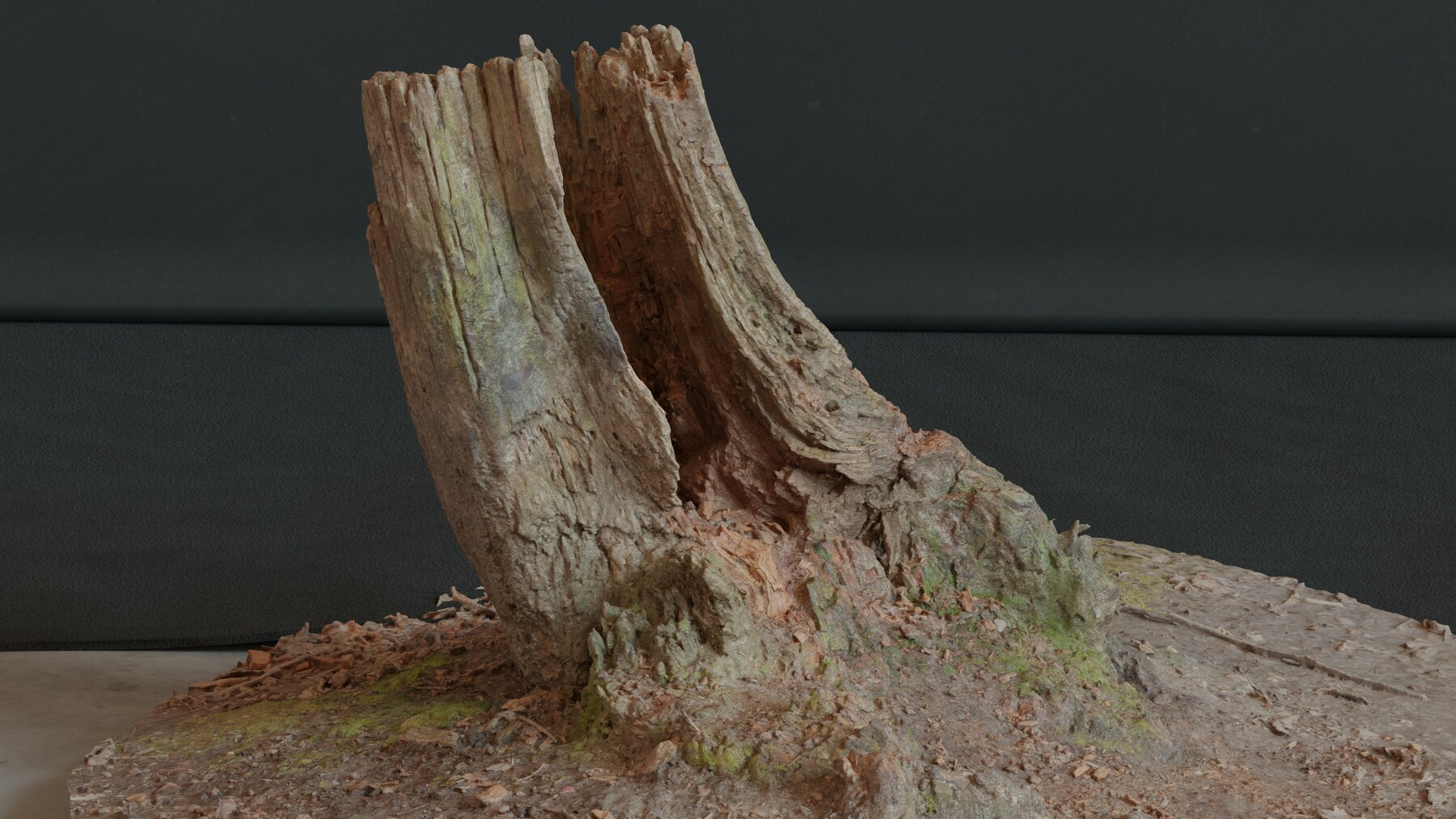 ArtStation - Split Tree Stump Photogrammetry | Game Assets