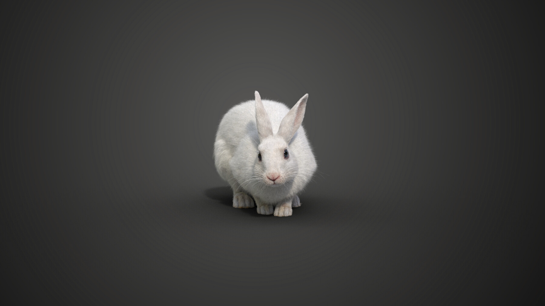 ArtStation - White rabbit Animated | VFX Grace | Game Assets