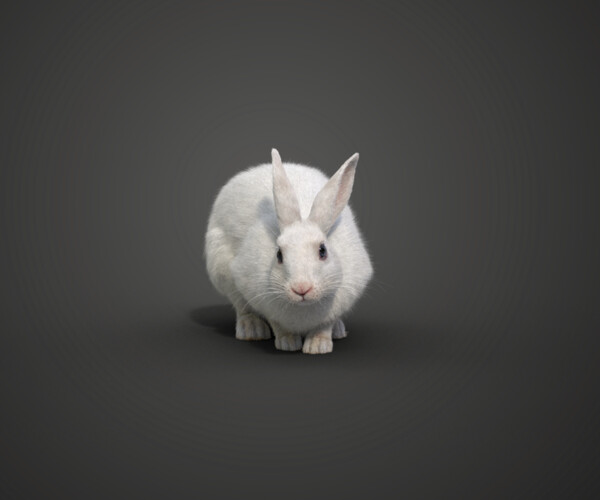 ArtStation - White rabbit Animated | VFX Grace | Game Assets