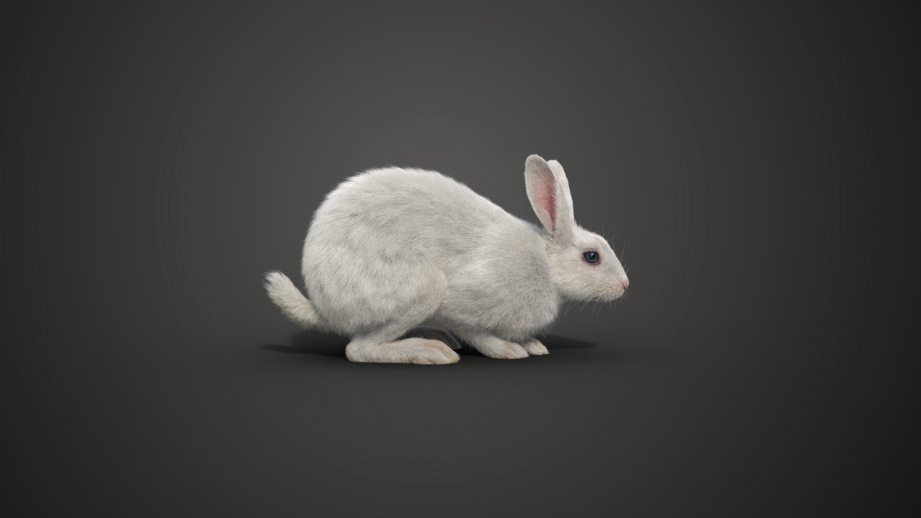 ArtStation - White rabbit Animated | VFX Grace | Game Assets