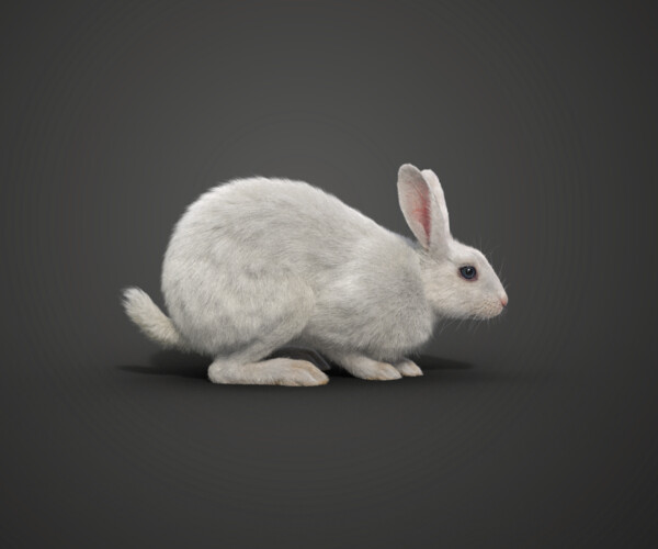 ArtStation - White rabbit Animated | VFX Grace | Game Assets