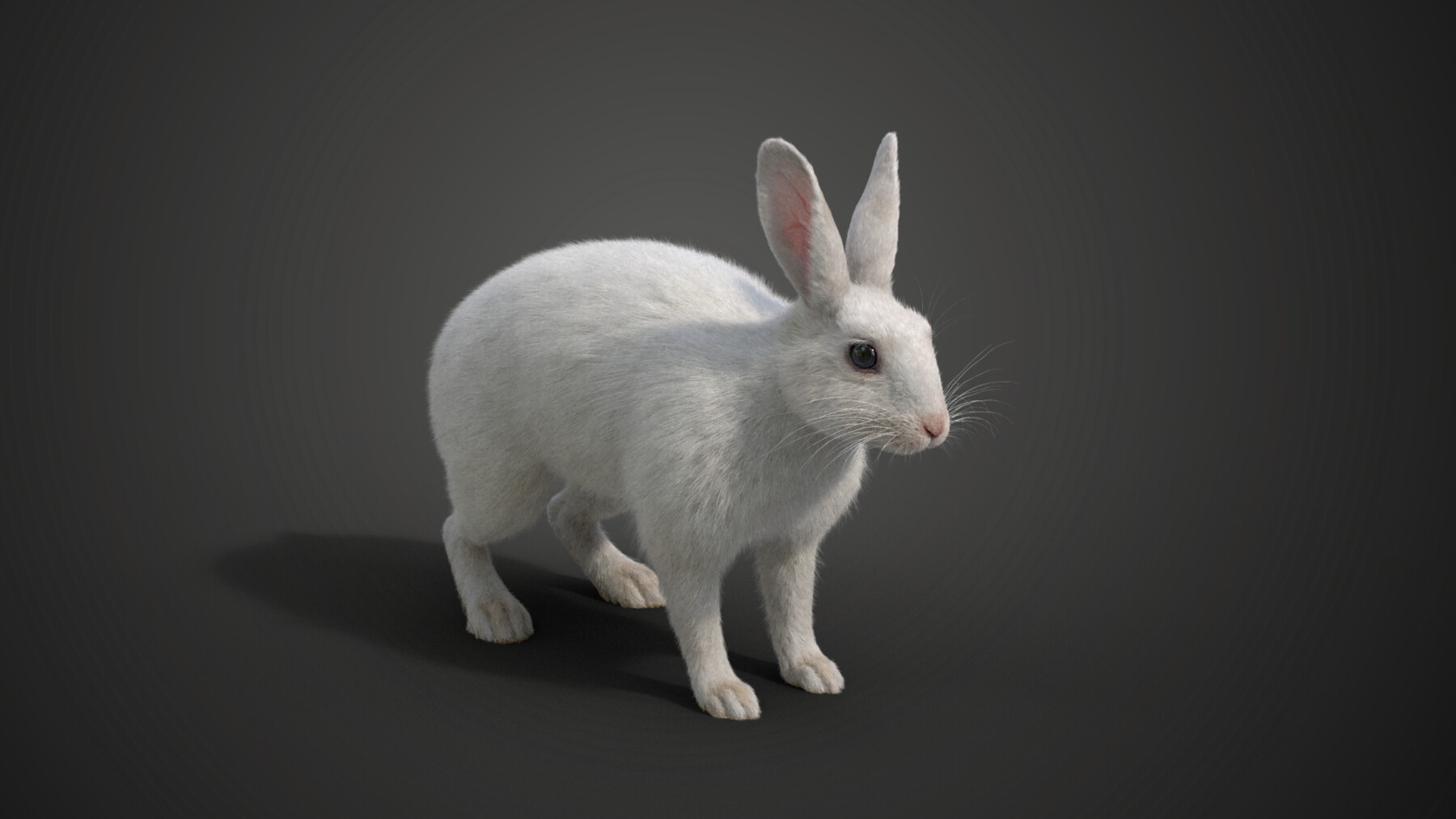 ArtStation - White rabbit Animated | VFX Grace | Game Assets
