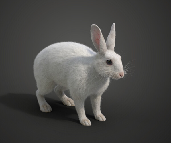 ArtStation - White rabbit Animated | VFX Grace | Game Assets