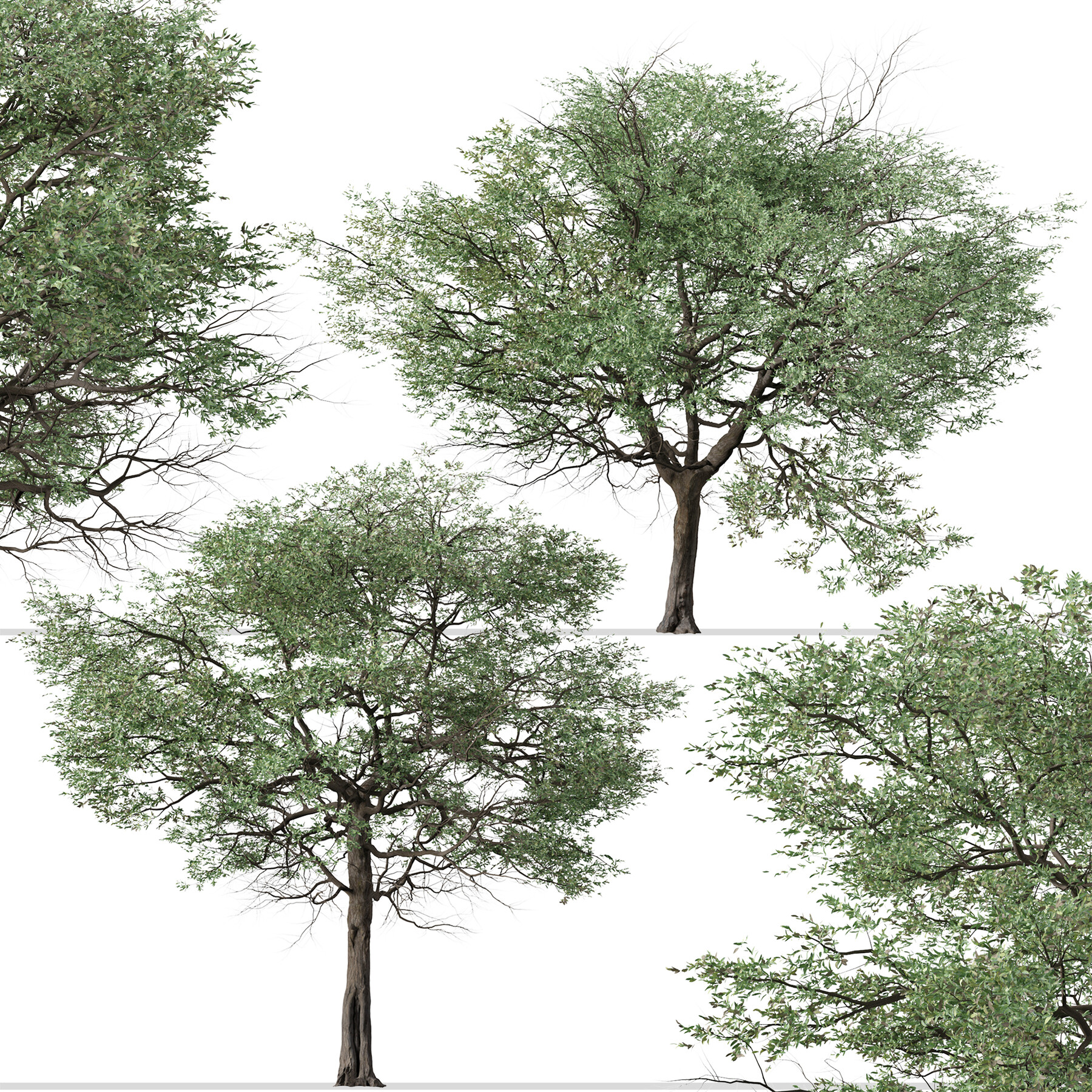 ArtStation - Set of Terminalia sericea Tree ( Silver cluster leaf ) (2 ...