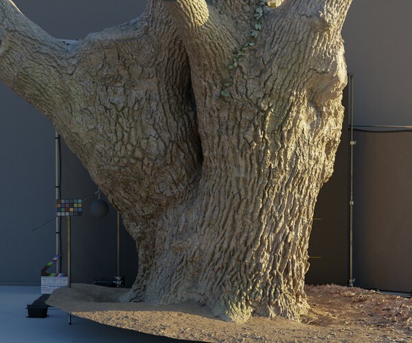 ArtStation - Oak Tree 'Owl' Photogrammetry | Game Assets