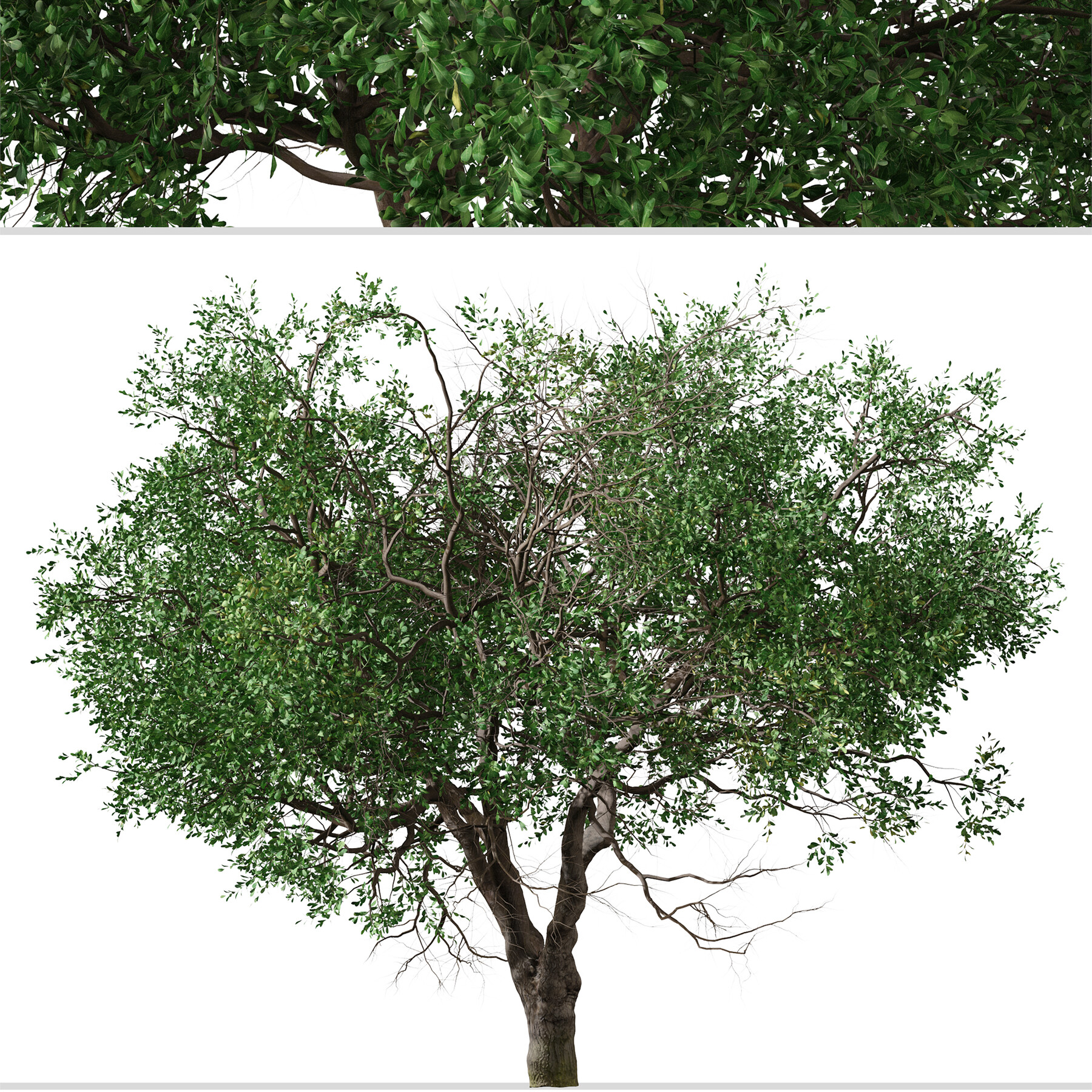 ArtStation - Set of Black Olive Tree ( Bucida buceras ) (2 Trees) ( 3Ds ...