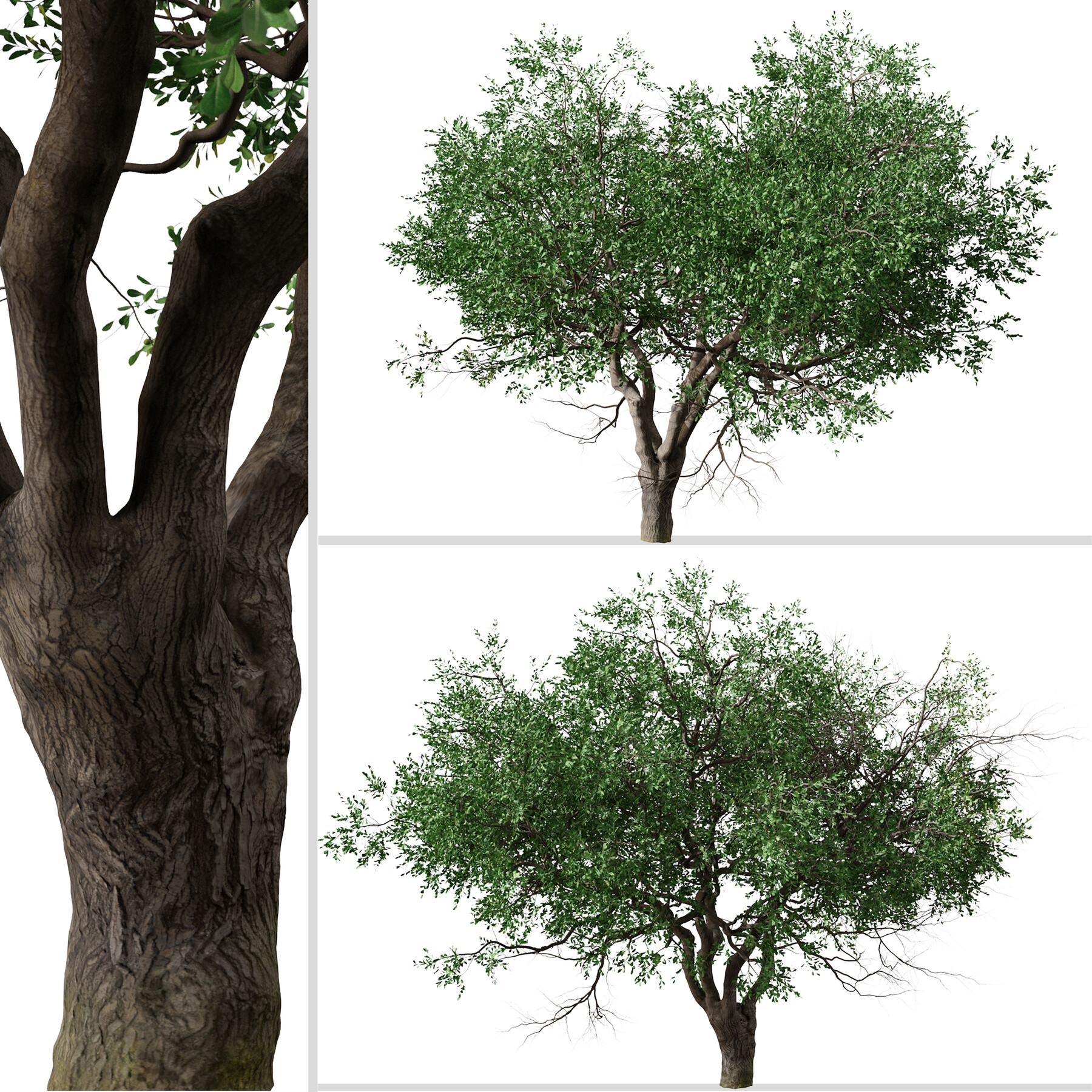 ArtStation - Set of Black Olive Tree ( Bucida buceras ) (2 Trees) ( 3Ds ...