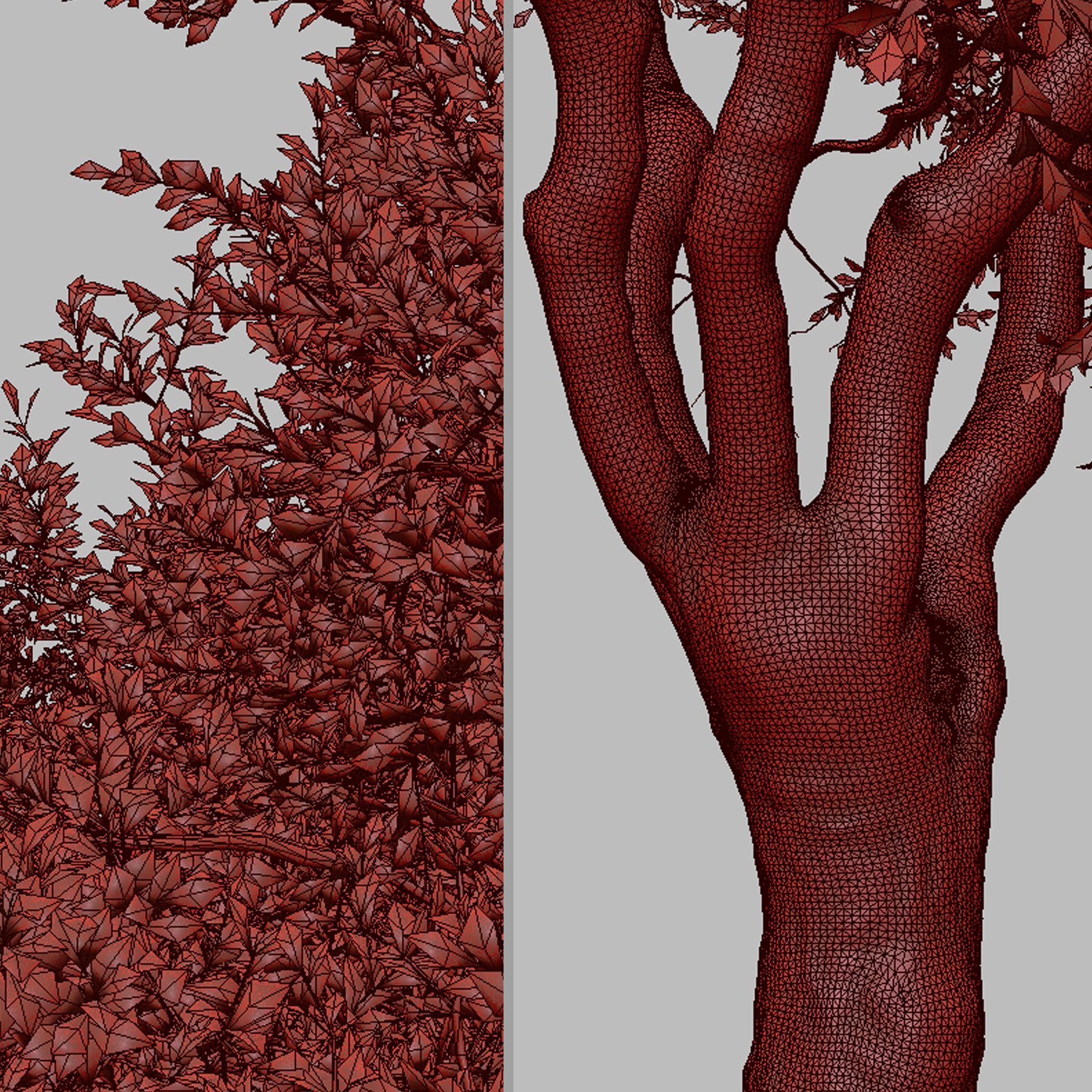 ArtStation - Set of Black Olive Tree ( Bucida buceras ) (2 Trees) ( 3Ds ...