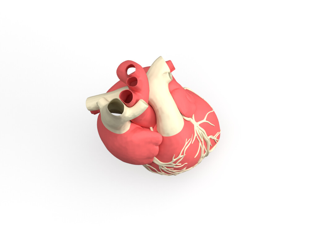 ArtStation - 3D model of Human Heart | Resources