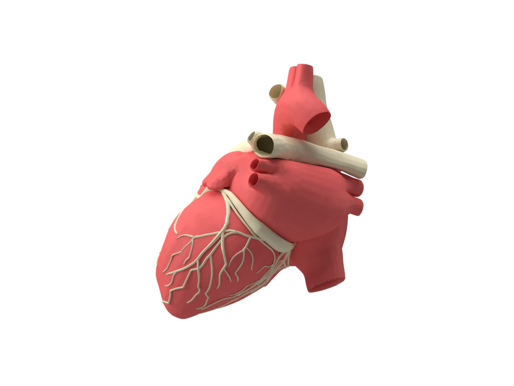 ArtStation - 3D model of Human Heart | Resources