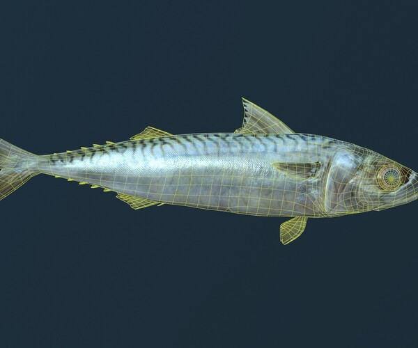 ArtStation - Mackerel Fish | Game Assets