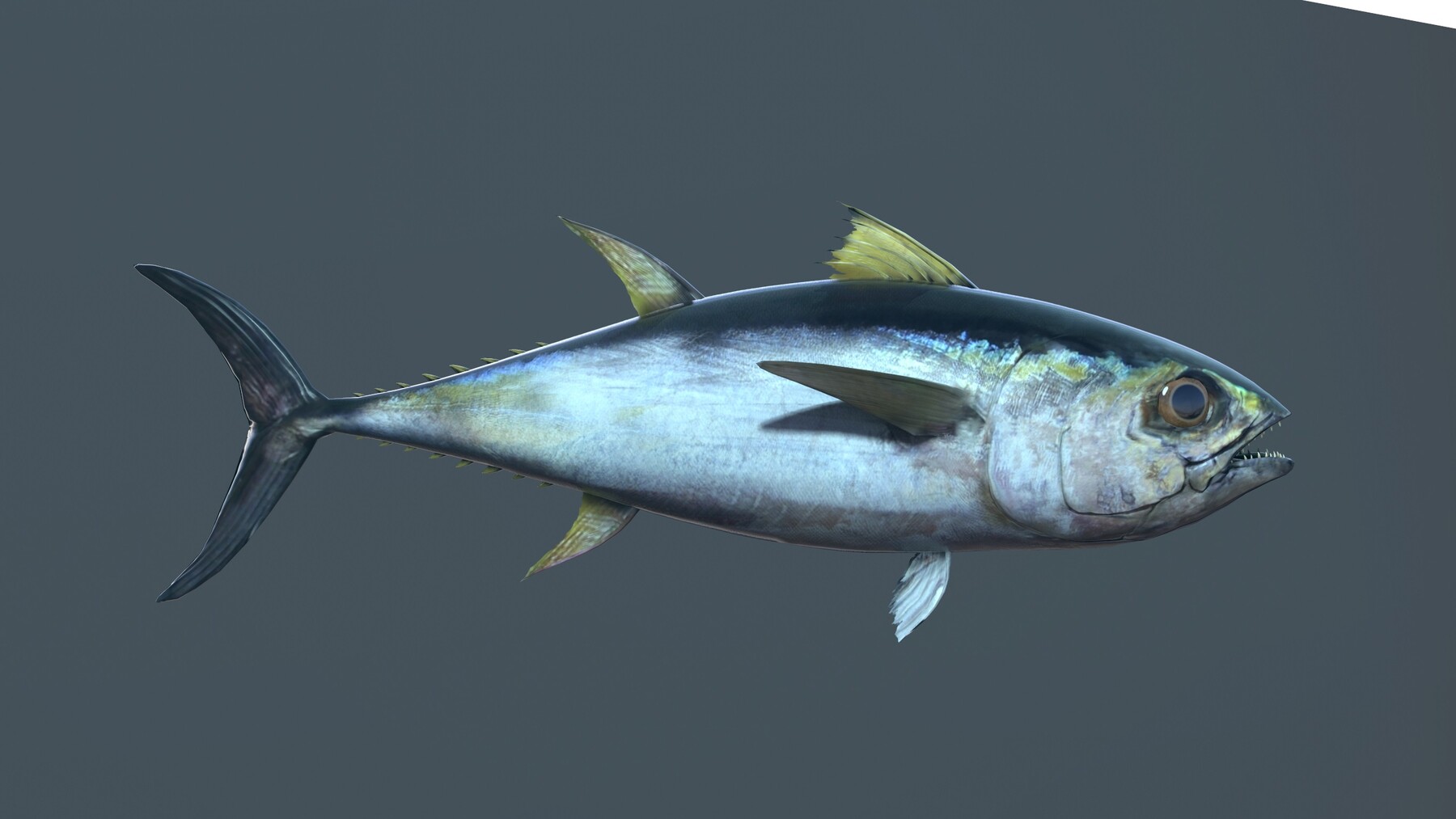 ArtStation - Tuna Fish | Game Assets