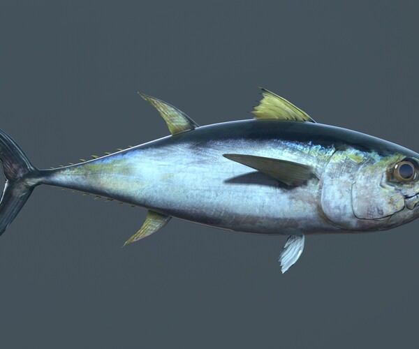 ArtStation - Tuna Fish | Game Assets