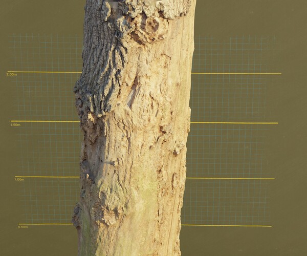 ArtStation - Rotten Tree Stump Photogrammetry | Game Assets
