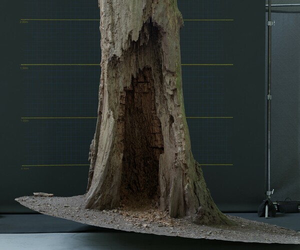ArtStation - Rotten Tree Stump Photogrammetry | Game Assets