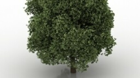 ArtStation - Resource-Interior-tree-for exterior 3d visualization ...
