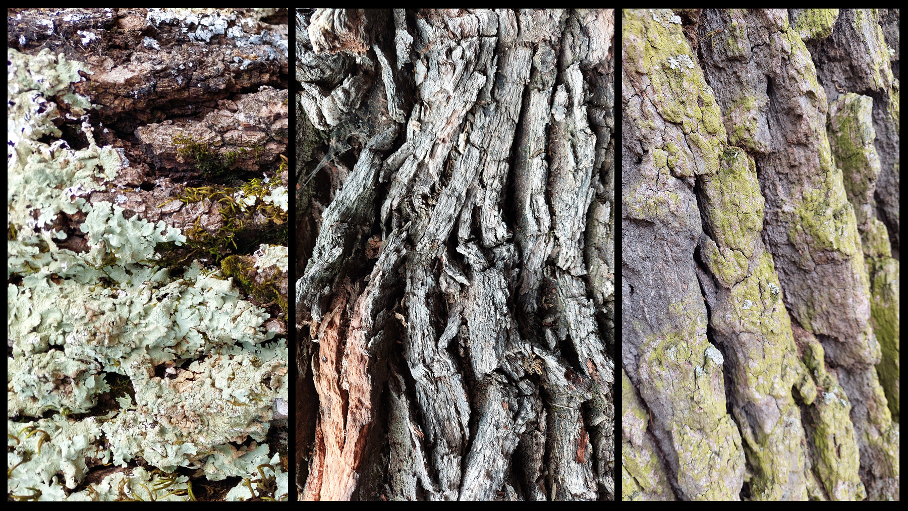 ArtStation - 200+ Wood Bark Textures | Resources