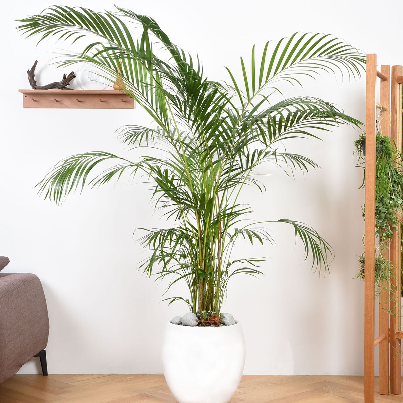 ArtStation - Large Areca Palm | Resources