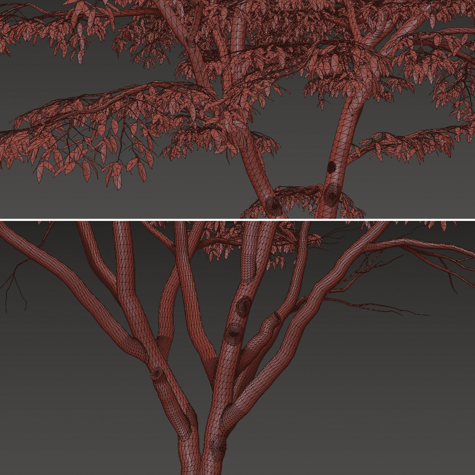 ArtStation - Set of Pterocarya stenoptera Trees (Chinese wingnut) (2 ...