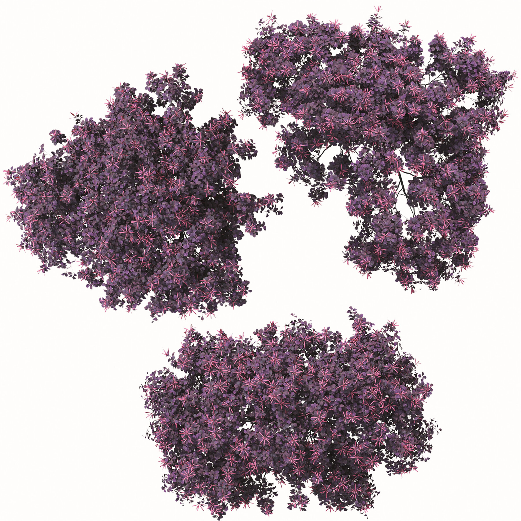 Loropetalum Chinense