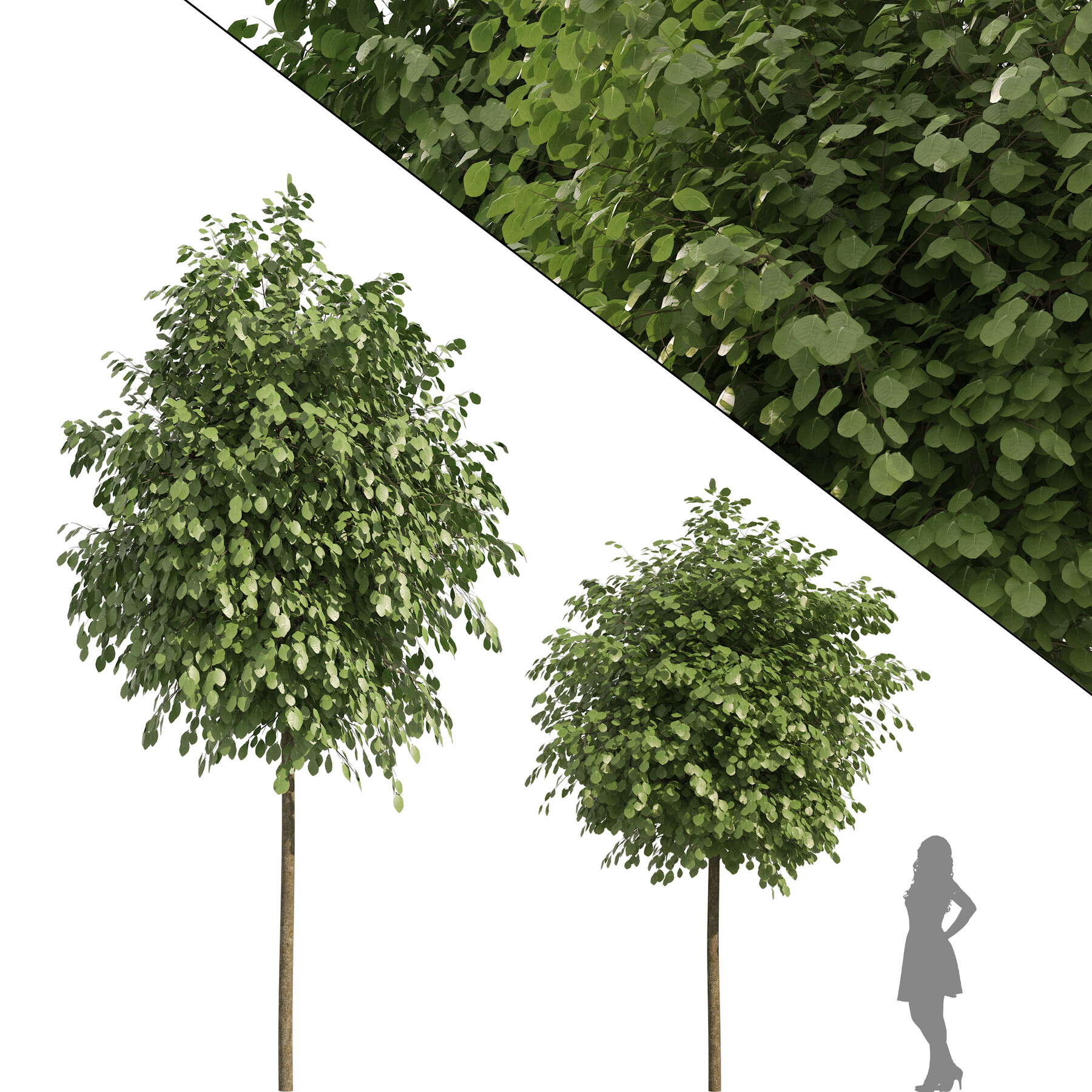 ArtStation - street landscape tree 3d models | Resources